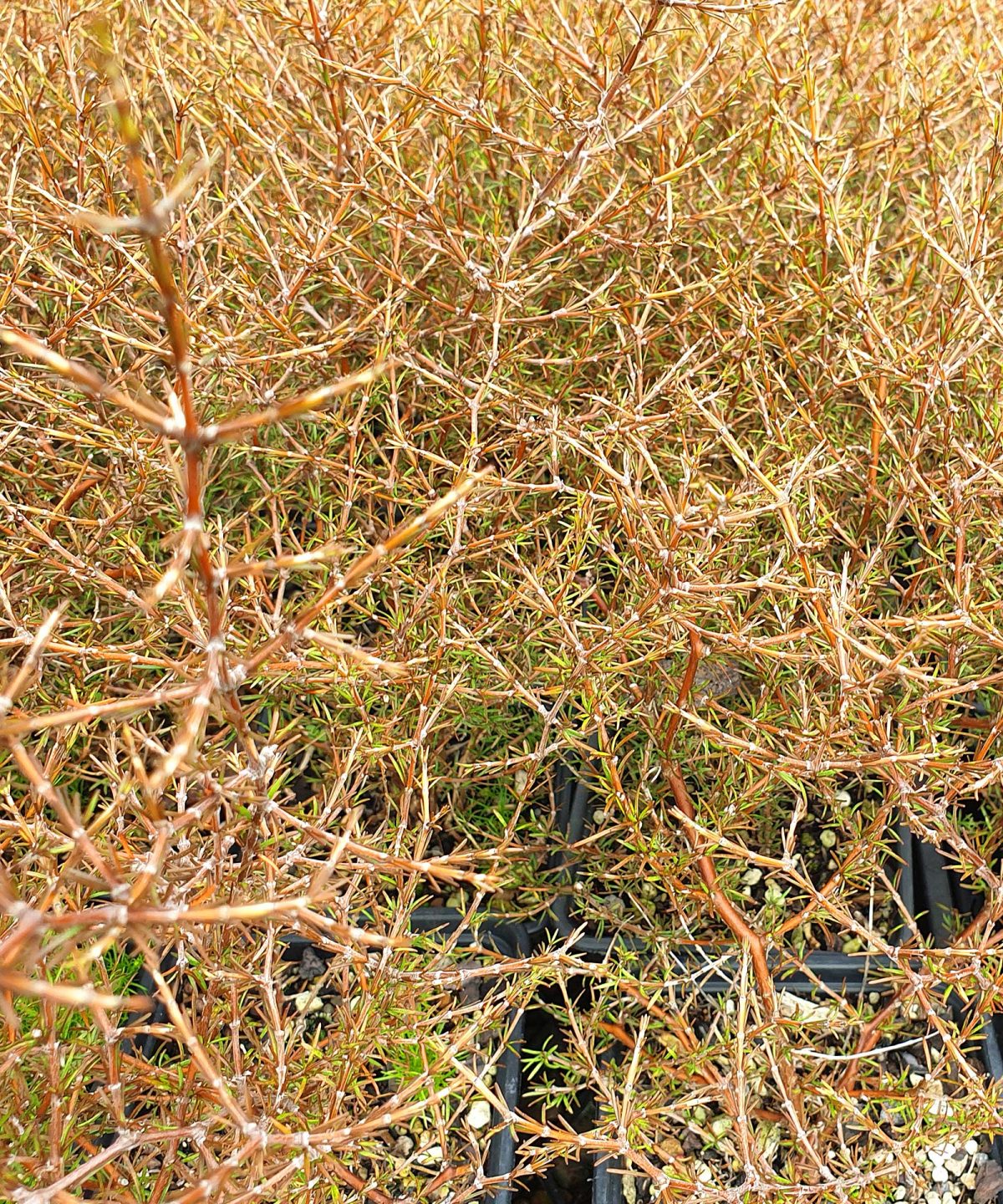 Signature Plants Stock Plants - Page 2 of 2 - Wholesale Nursery Auckland