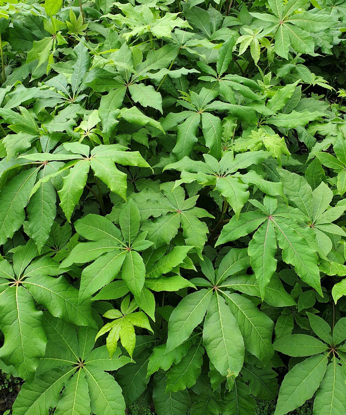 Portfolio Archive - Signature Plants